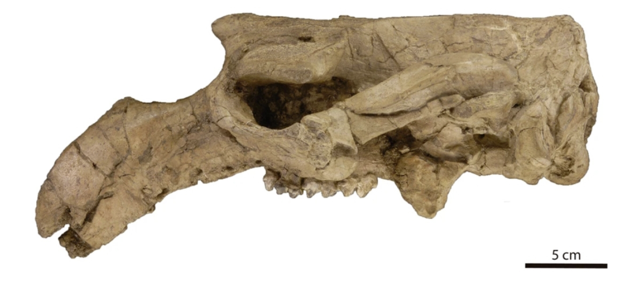A Biblical History of Sea Cows • New Creation Blog