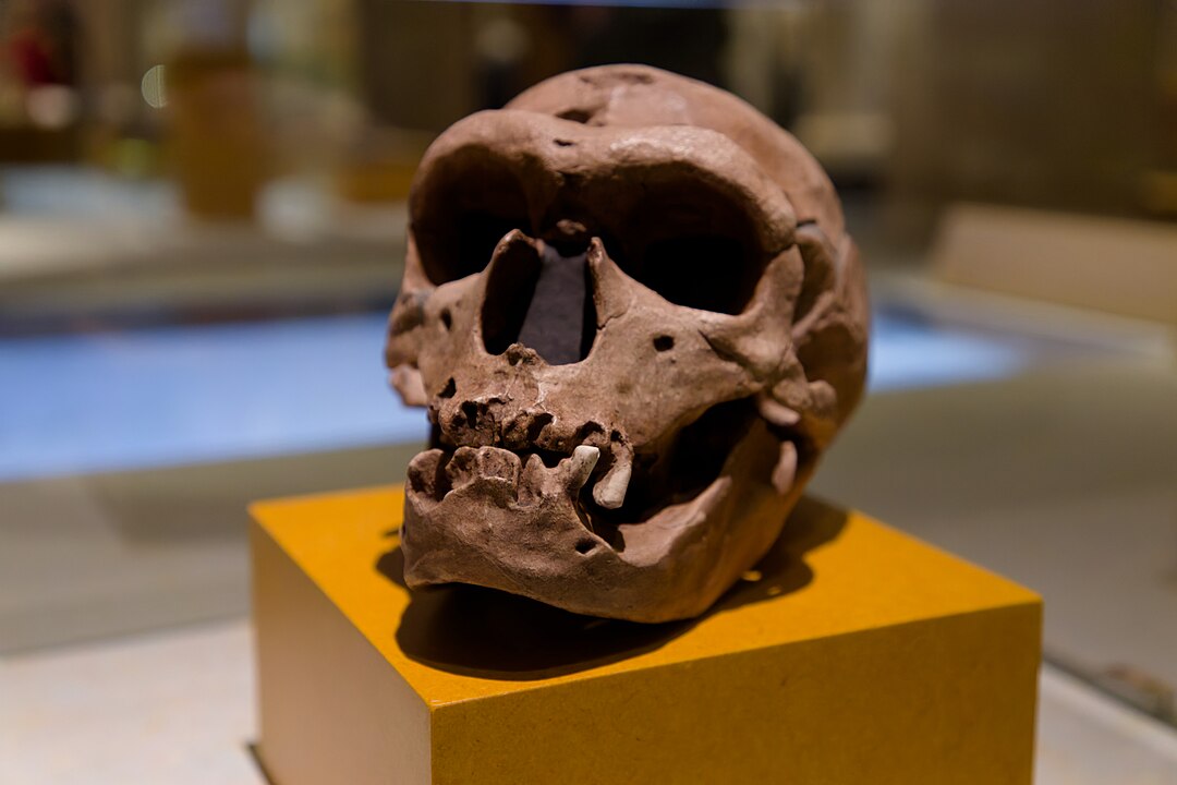 Where Did All the Fossil People Go? • New Creation Blog