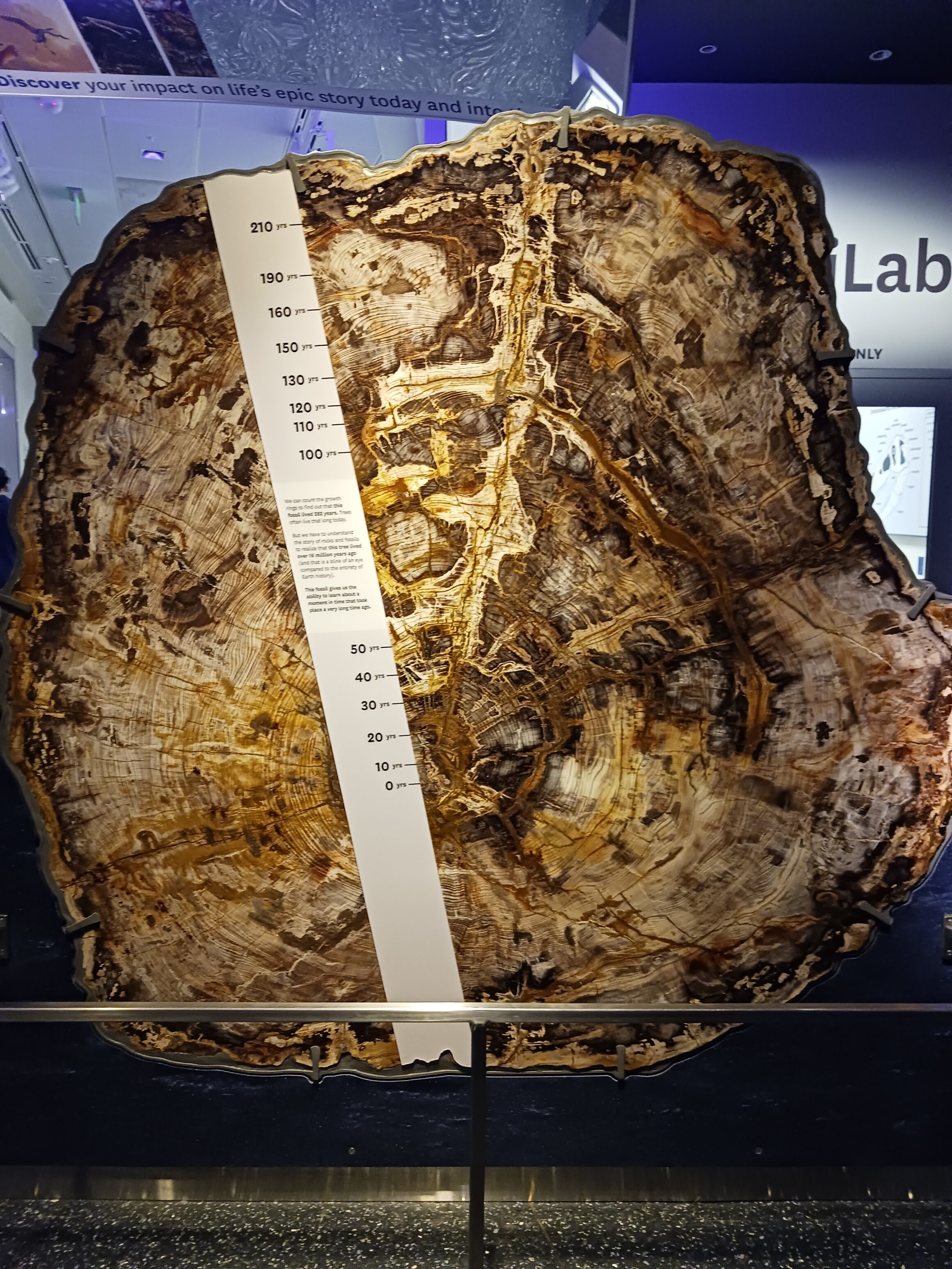Introduction to Fossils and Paleontology: A Prologue • New Creation Blog