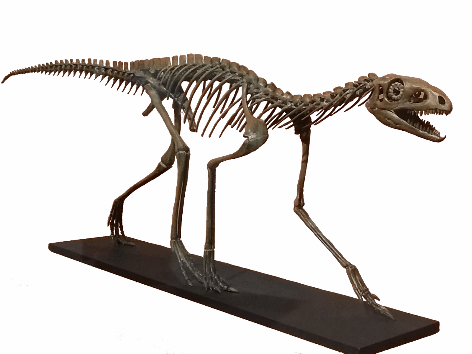 Silesaurids: Unique Kind or Missing Links in Dinosaur Evolution? • New ...