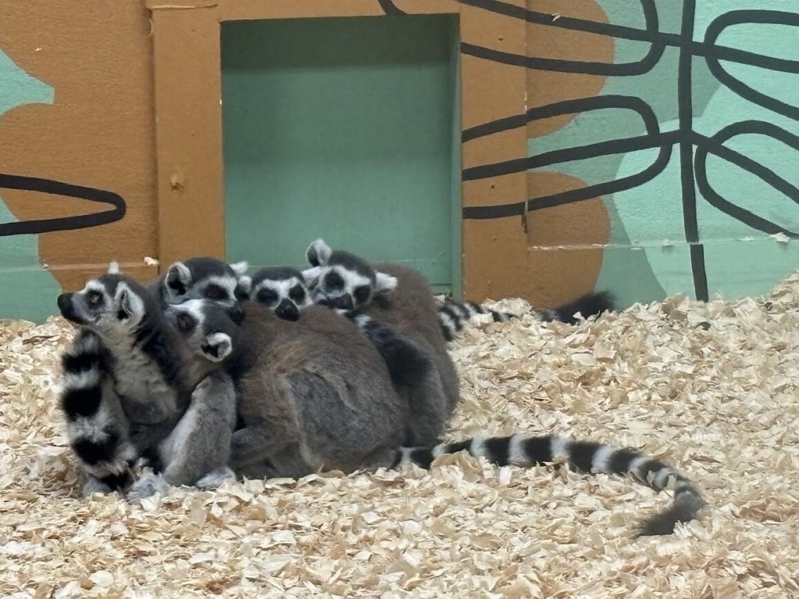 Lemurs After Noah's Flood: How Did They Get to Madagascar? • New ...