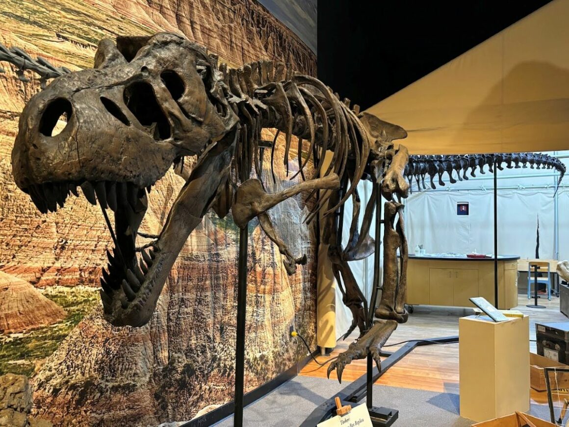 Fossil Whoops: Dinosaurs are Fake & Gay • New Creation Blog