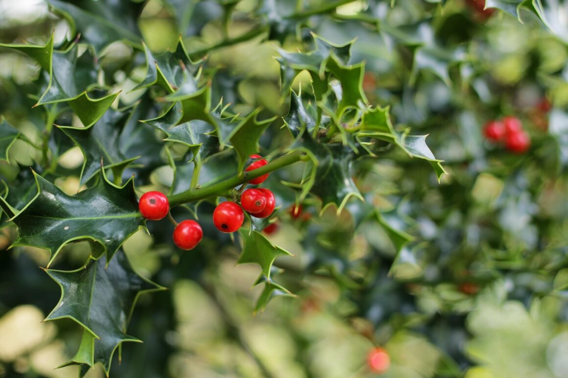 Mutualism Under the Mistletoe • New Creation Blog